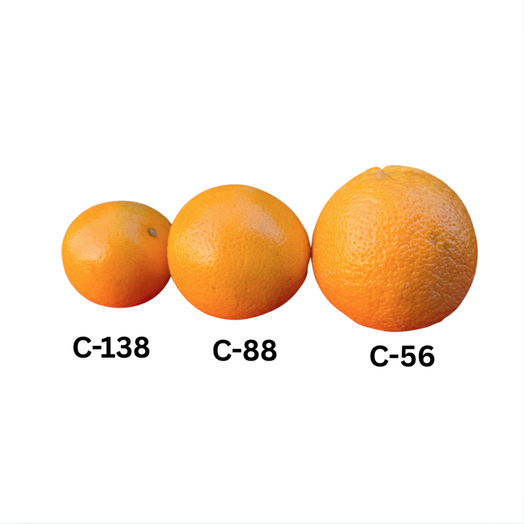 Australian mango Count 56 – Halal Store Japan